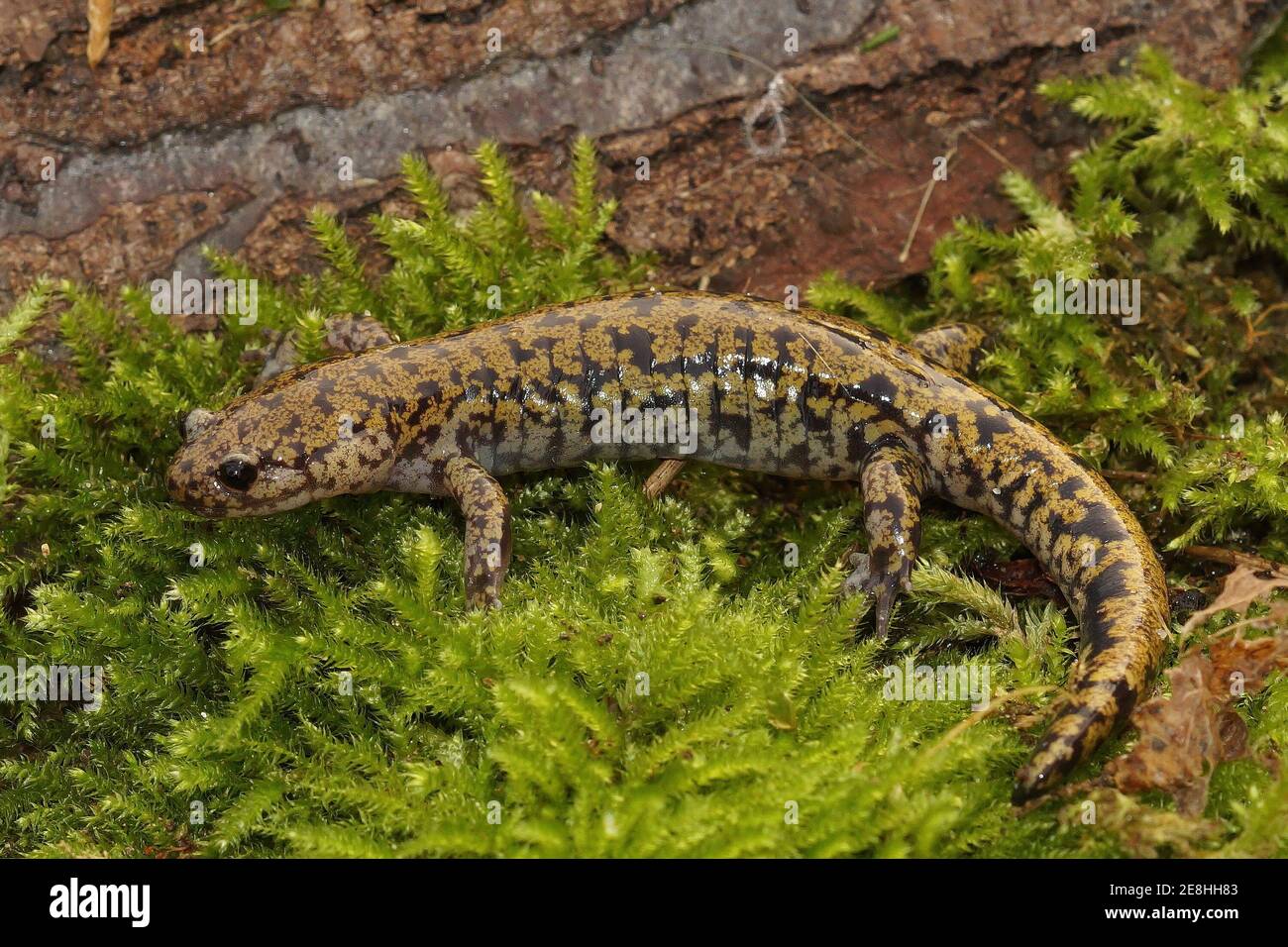 The Japanese streamside or Hondo salamander Hynobius kimurae Stock ...