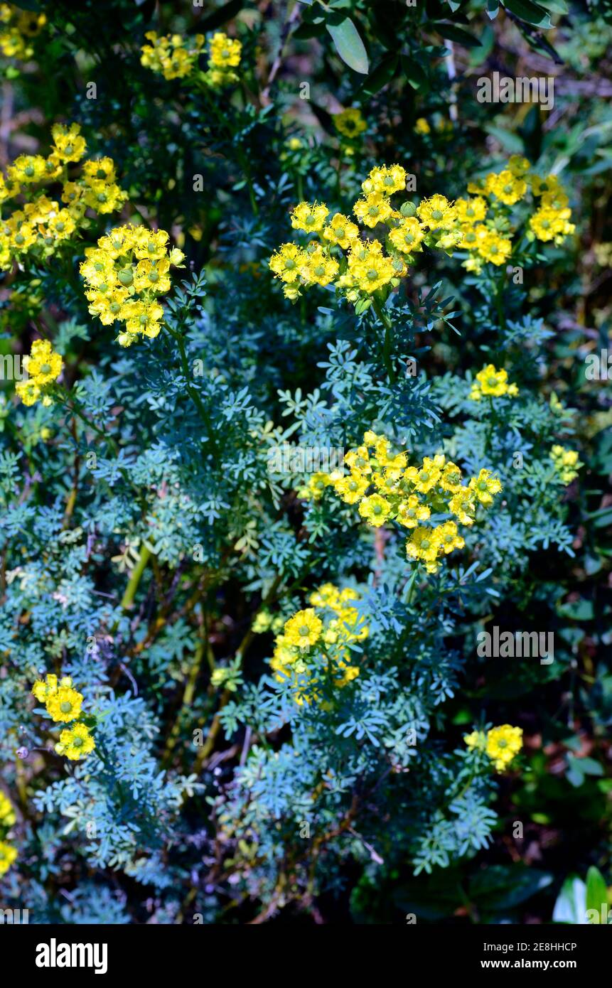 Ruta graveolens, native plant of southern Europe cultivated for its ...