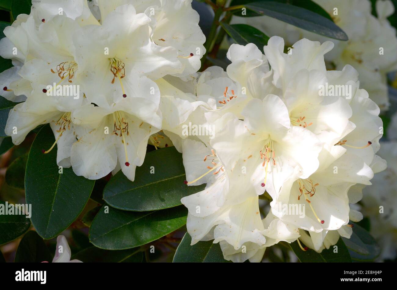 Rhododendron Unique High Resolution Stock Photography and Images - Alamy