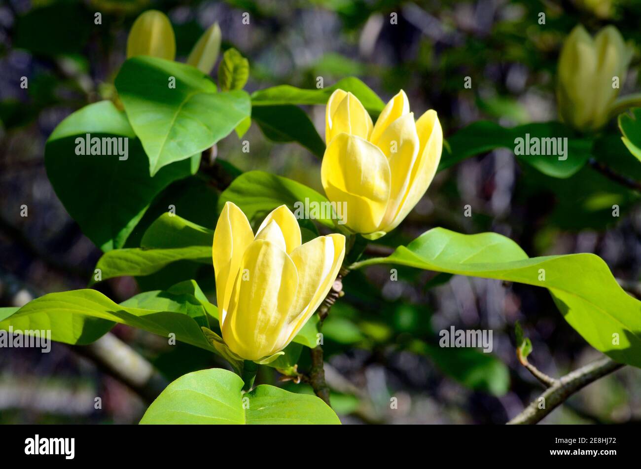 Magnolia yellow bird hi-res stock photography and images - Alamy