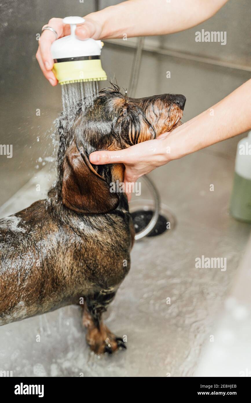 Dog Hairdresser High Resolution Stock Photography and Images - Alamy