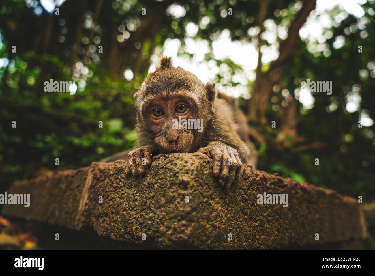 Little macaque resting on rough stone against trees while looking at ...
