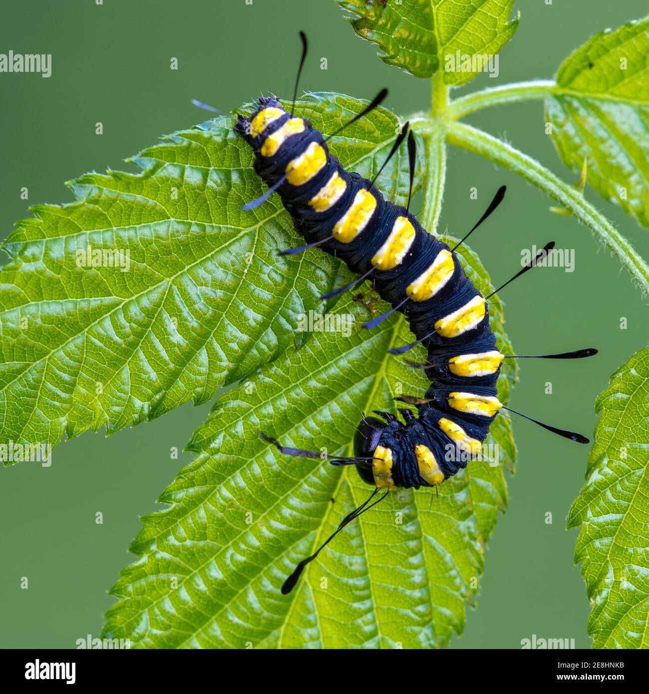 Alder moth (Acronicta alni), caterpillar, Burgenland, Austria Stock ...
