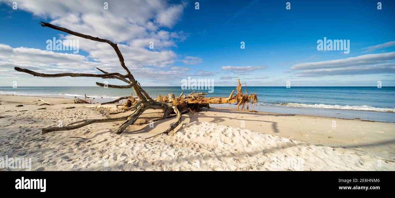 Panorama, tree trunk, uprooted tree at the beach of the Baltic Sea ...
