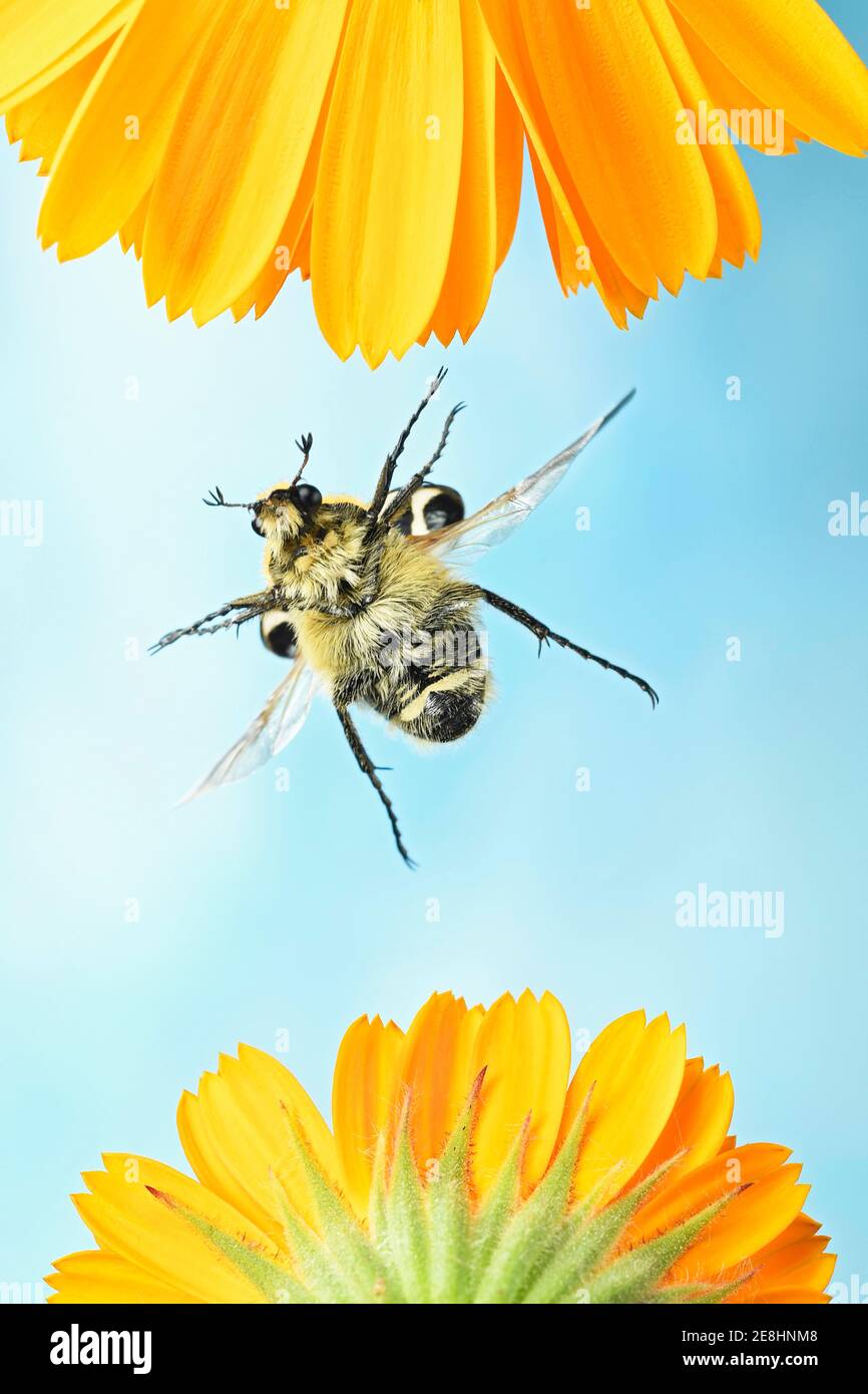Trichius gallicus (Trichius gallicus) in flight on a marigold ...