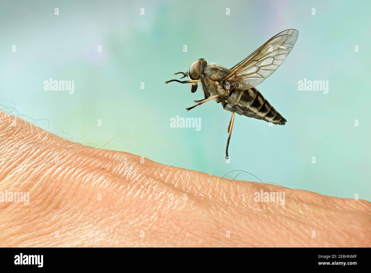 Large marsh horsefly (Tabanus autumnalis) landing on human skin ...