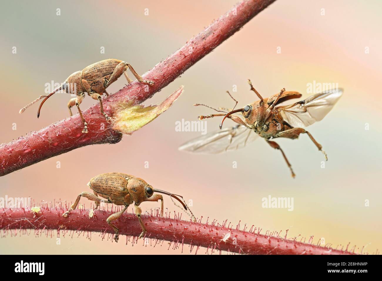 Nut weevil (Curculio nucum) on a branch of a hazelnut bush, Germany ...