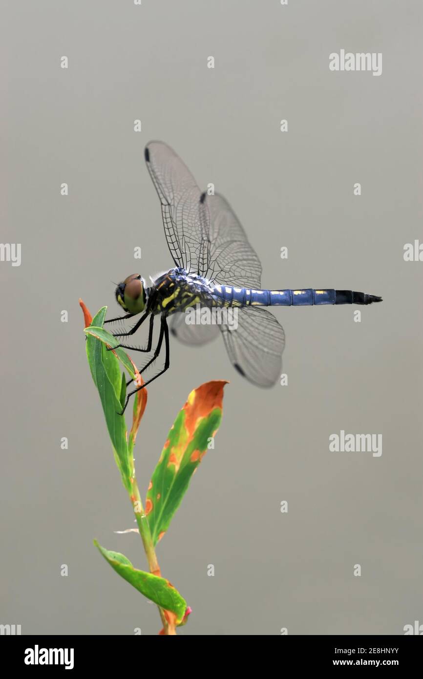 closeup of beautiful dragonfly on a green plant, take photos in the ...