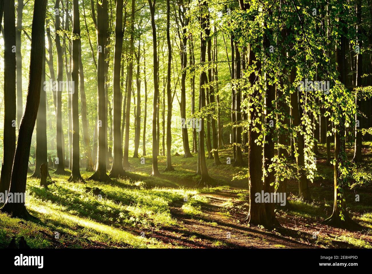 Sunny natural beech forest, sun shines through haze after rain showers ...