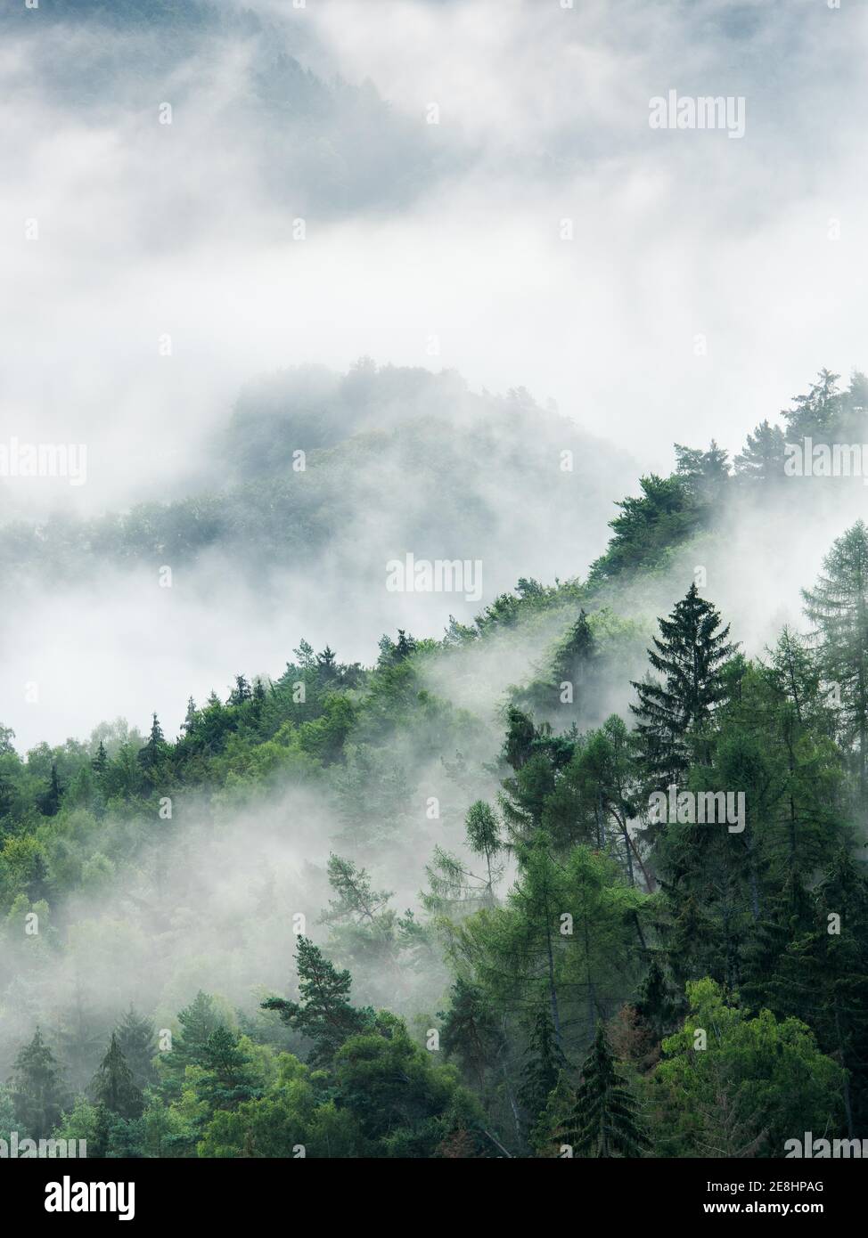 Foggy forest in the early morning, fog rising, Saxon Switzerland ...