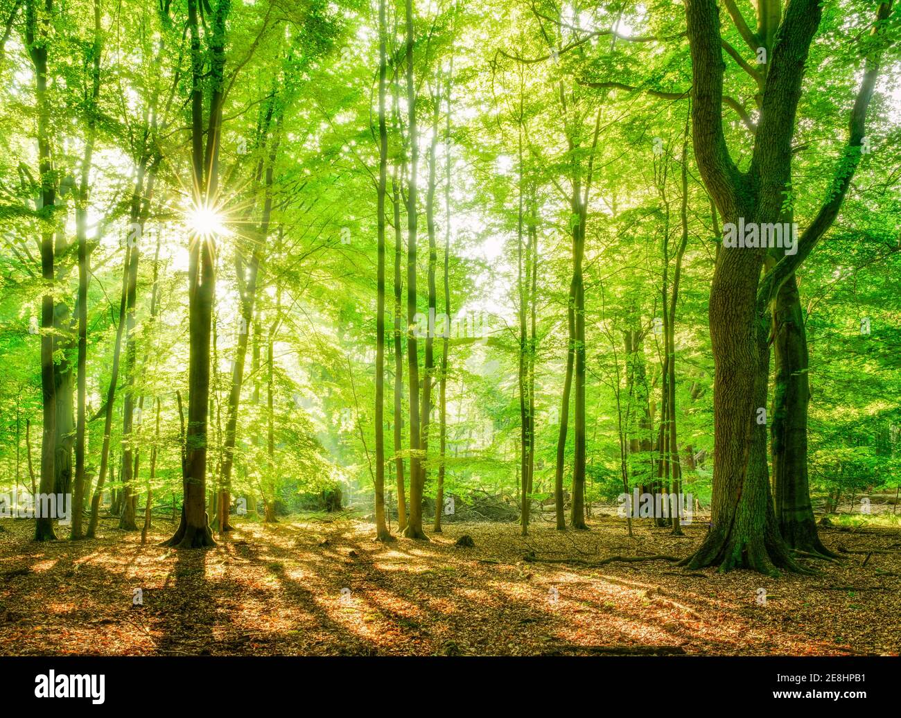 Natural beech forest in the early morning, sun shining through the ...