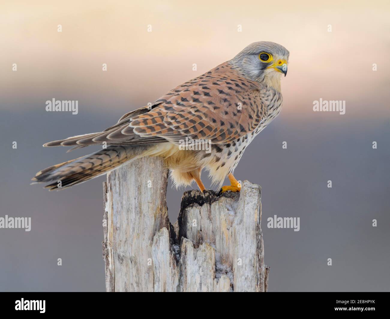 Common Common Kestrel (Falco tinnunculus), young male on pasture pole ...