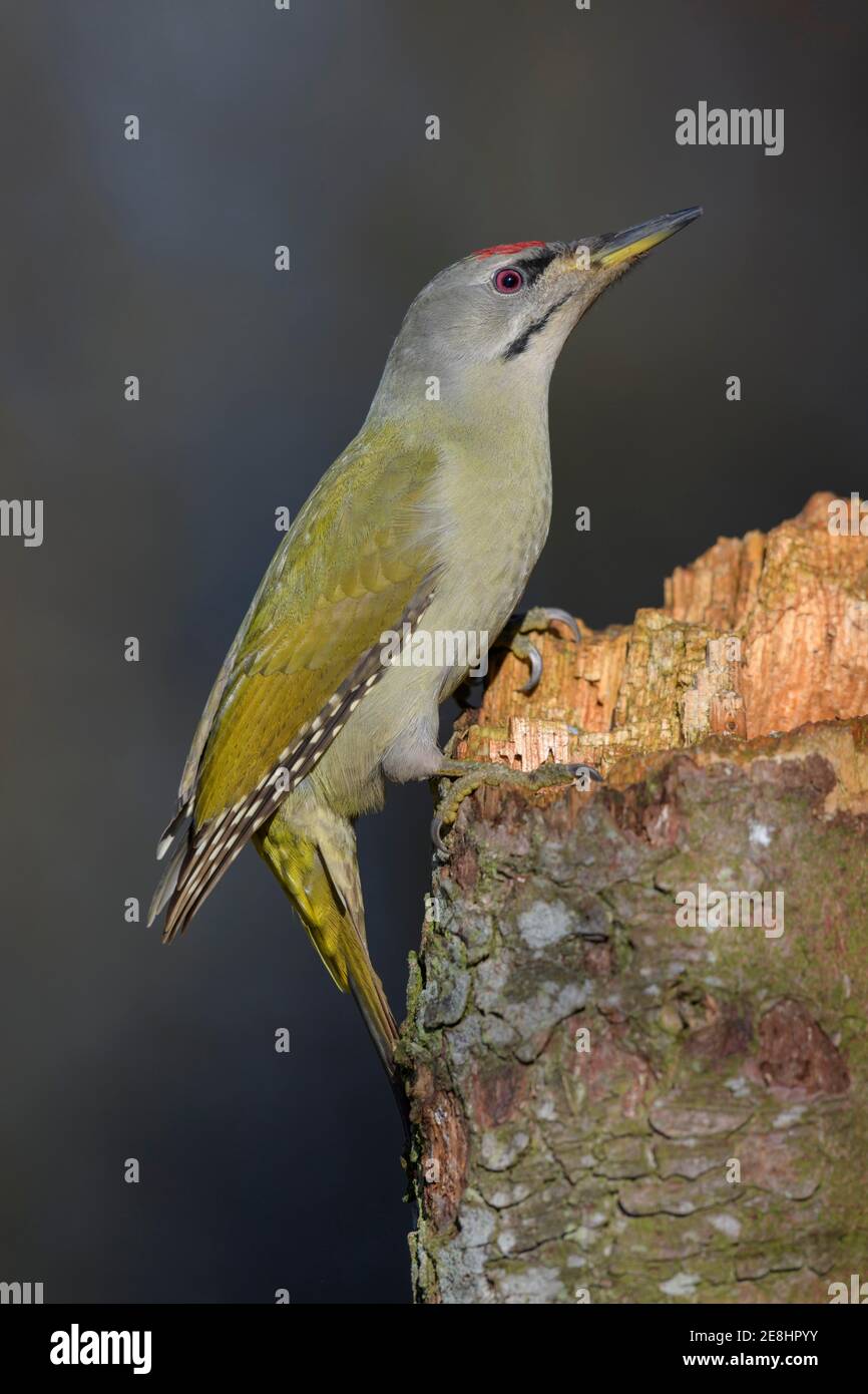 Grey-headed woodpecker (Picus canus), male on broken tree trunk ...