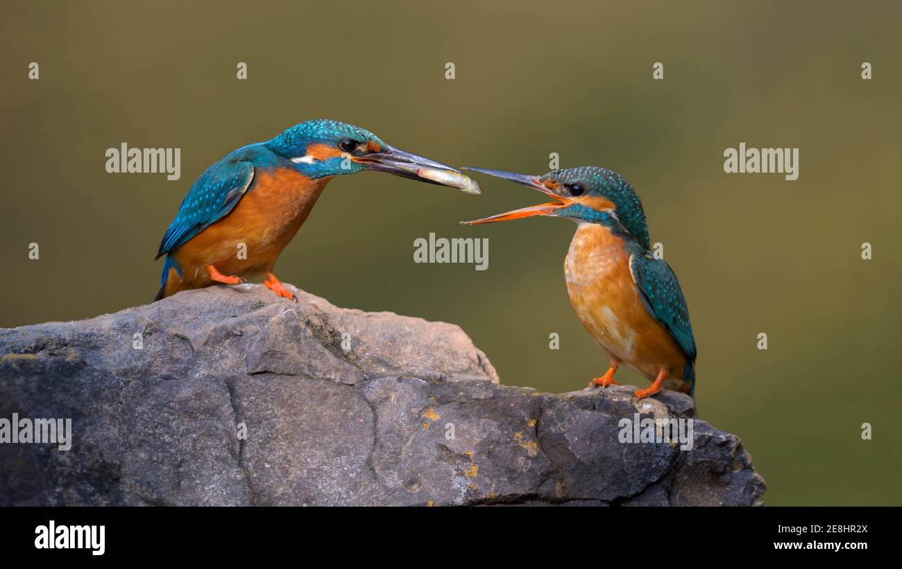 Mating gift hi-res stock photography and images - Alamy