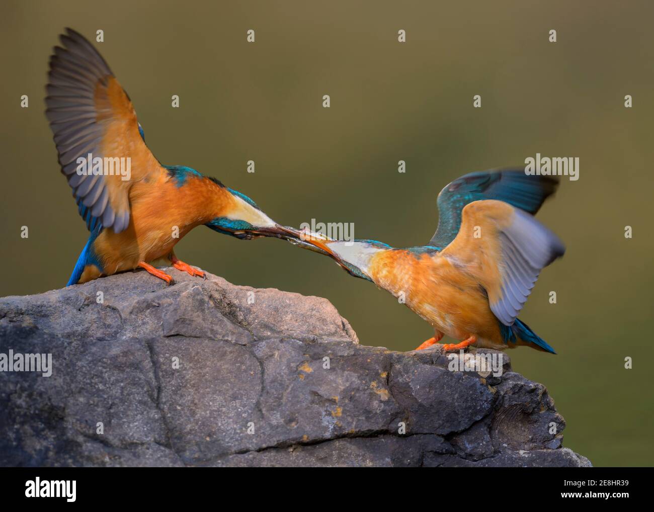 Mating Gift High Resolution Stock Photography and Images - Alamy