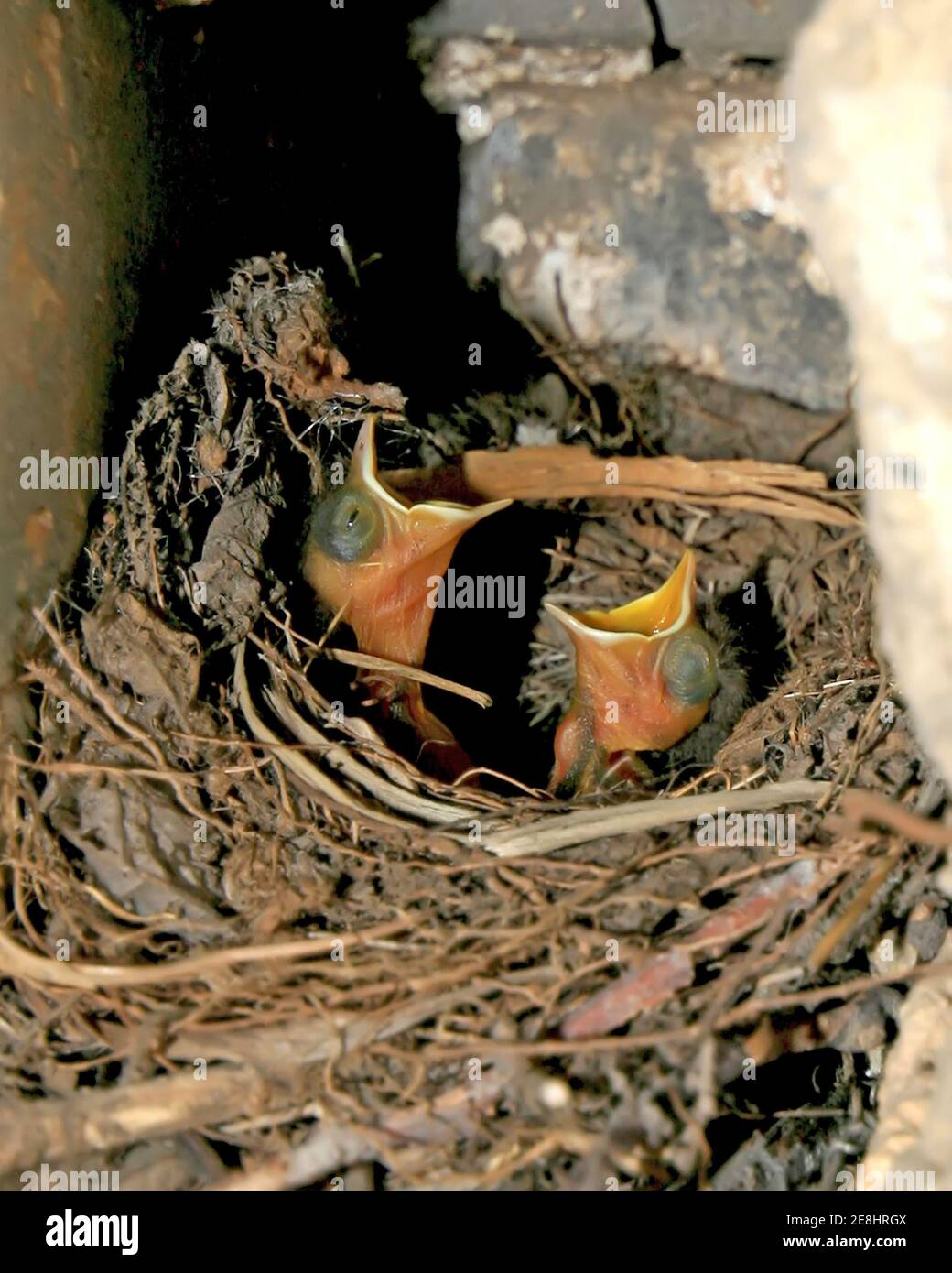 Red kidney gull robin hi-res stock photography and images - Alamy