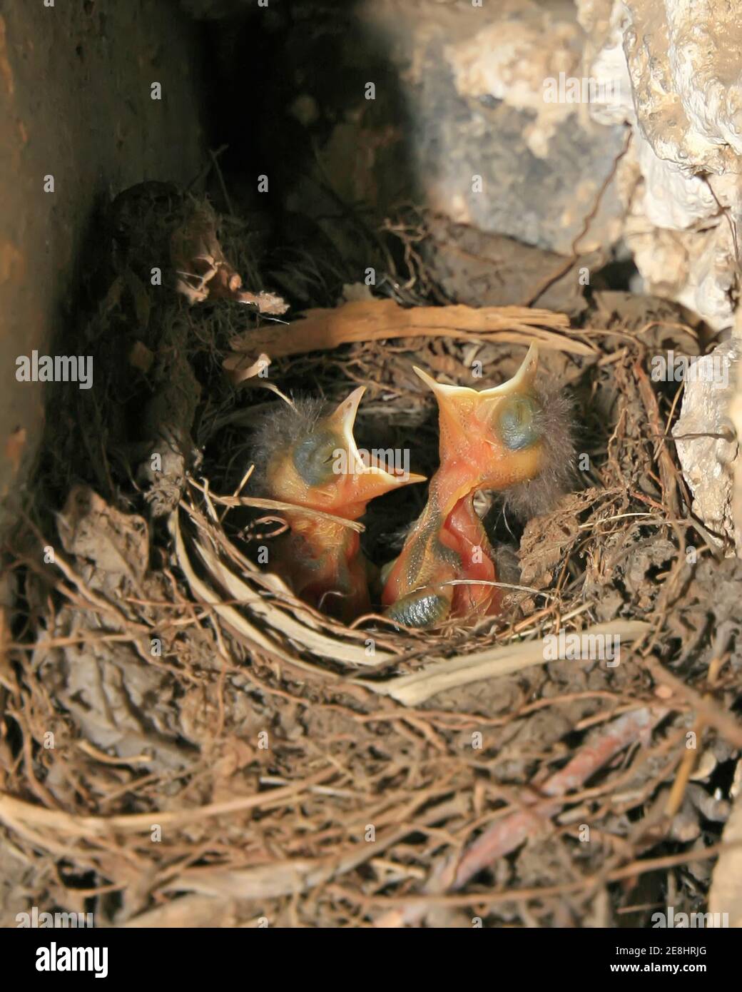 Red kidney gull robin hi-res stock photography and images - Alamy