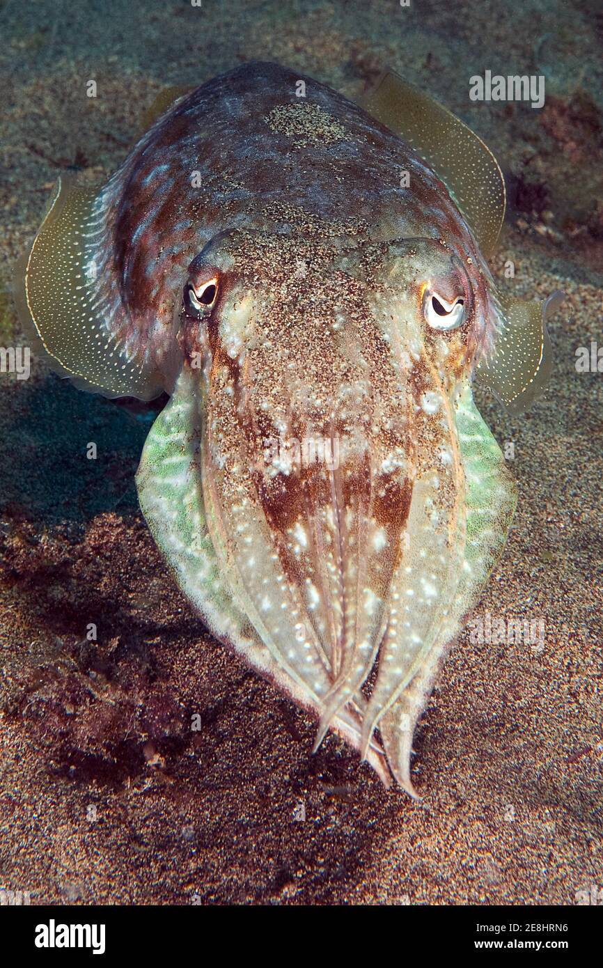 Sepia Mollusca