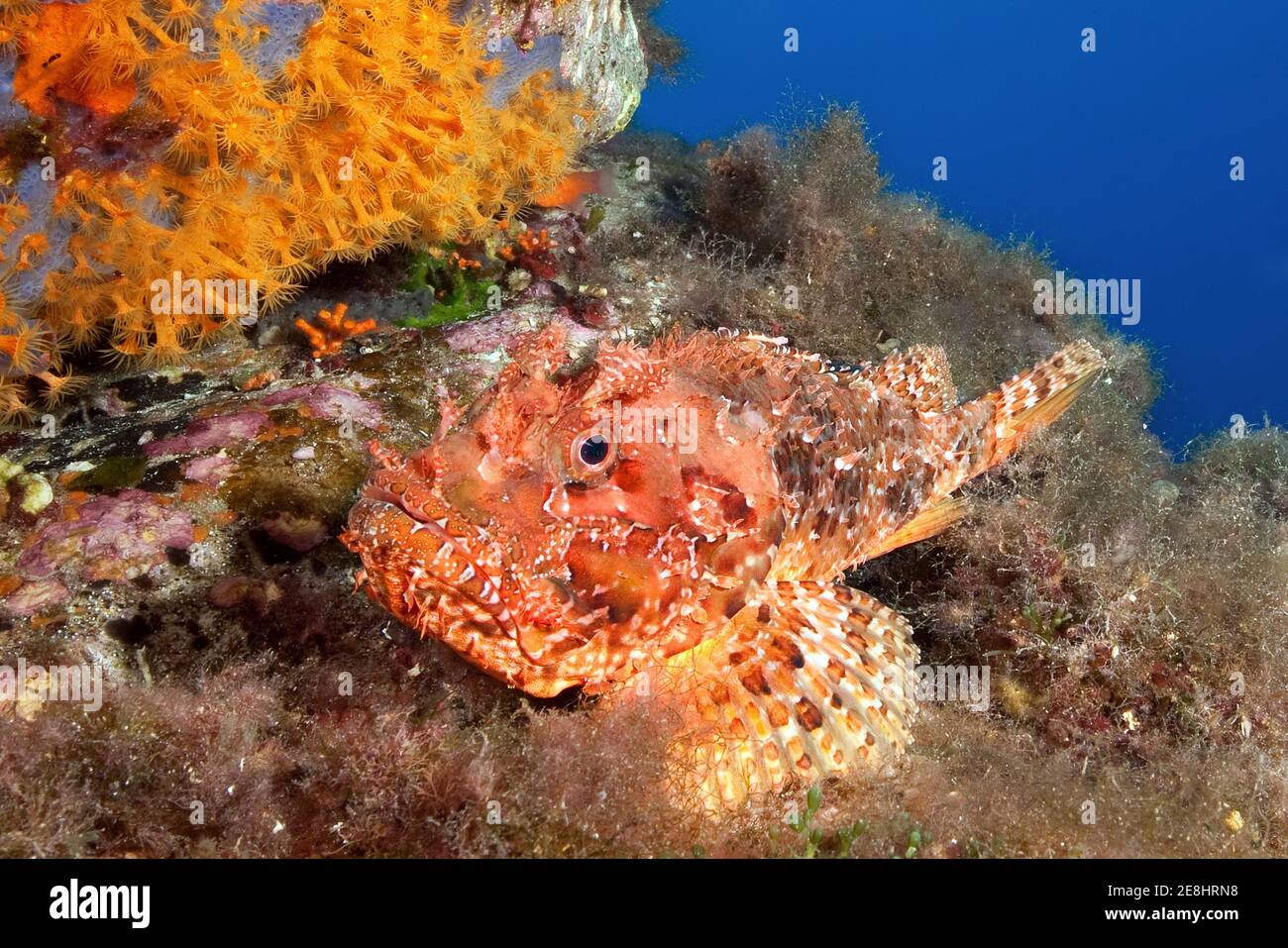 Scorpionfish mediterranean fish hi-res stock photography and images - Alamy