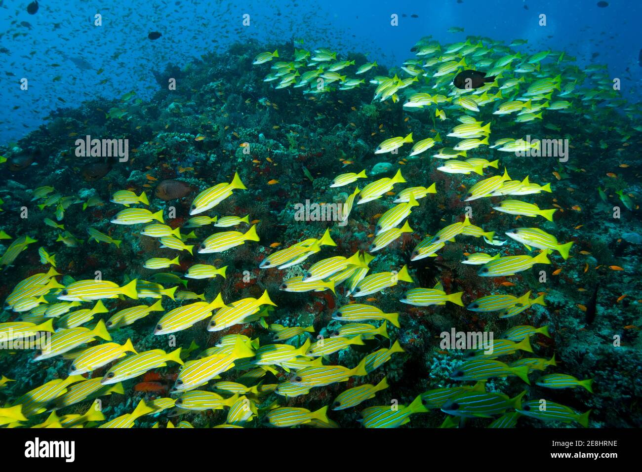School of fish blue stripe snapper (Lutjanus kasmira), Indian Ocean ...