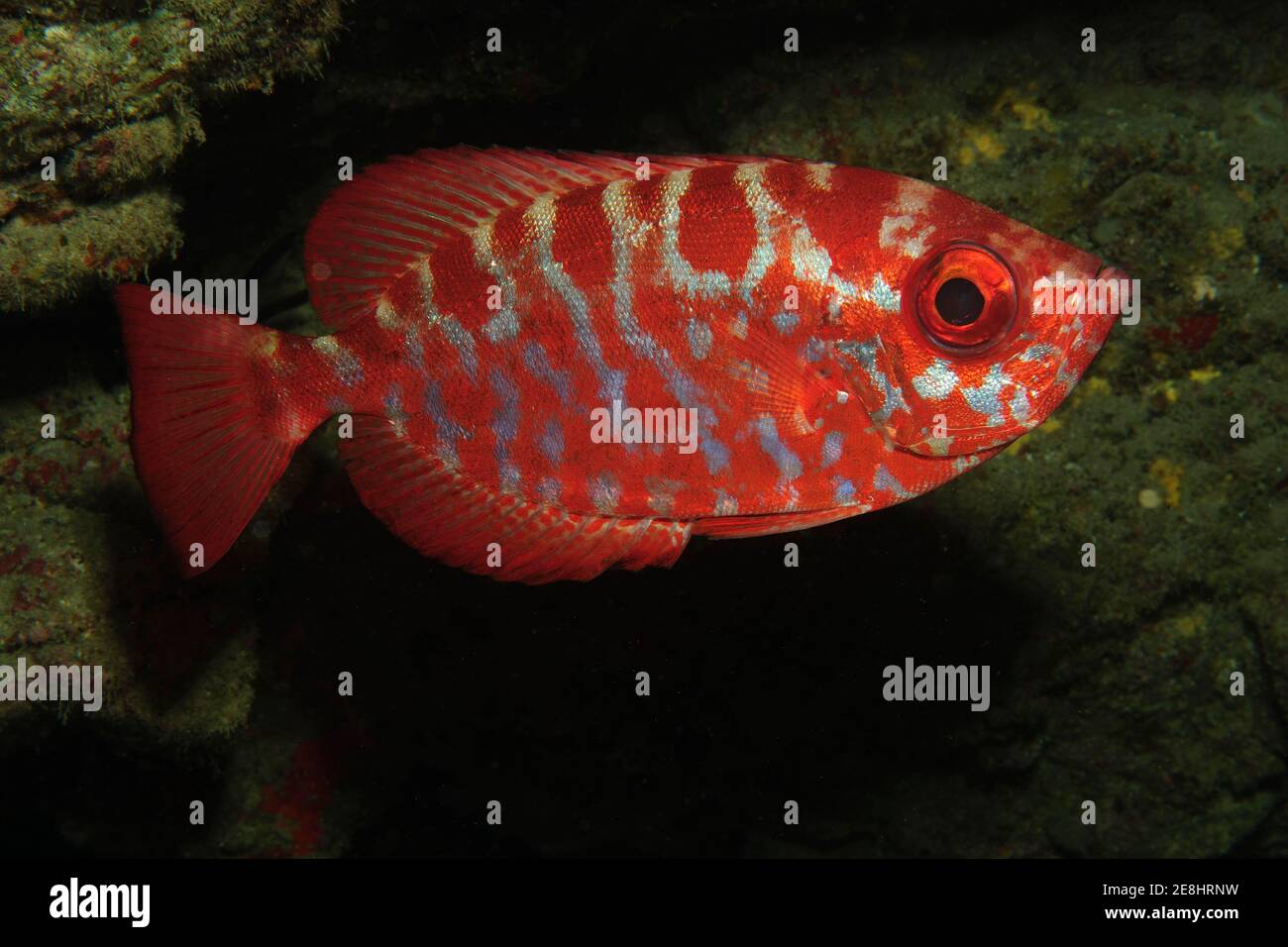 Glasseye Snapper High Resolution Stock Photography and Images - Alamy
