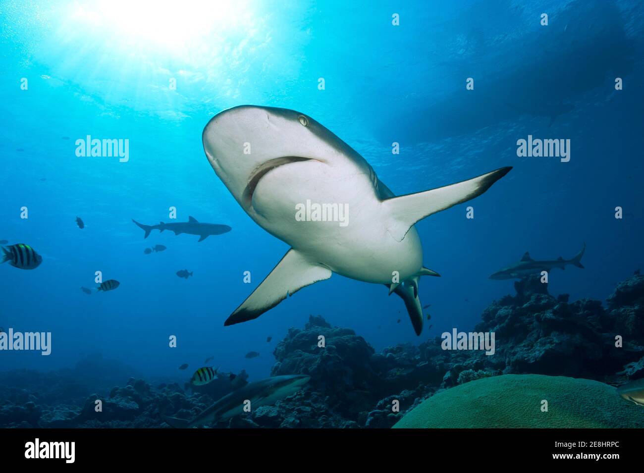 Grey reef shark (Carcharhinus amblyrhynchos), Pacific Ocean, Micronesia ...