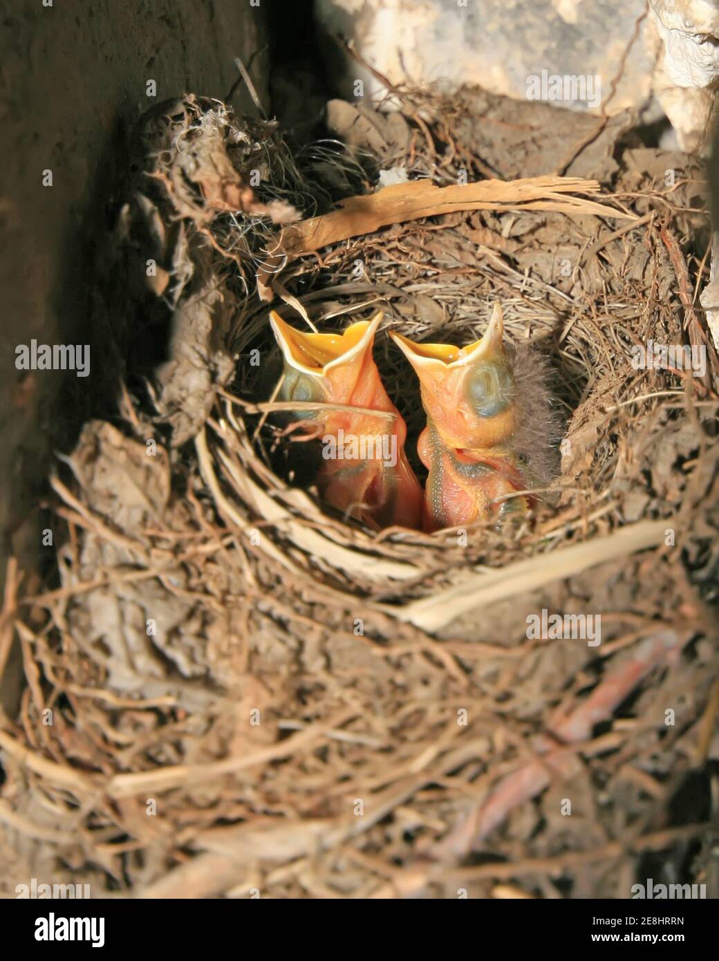 Red kidney gull robin hi-res stock photography and images - Alamy