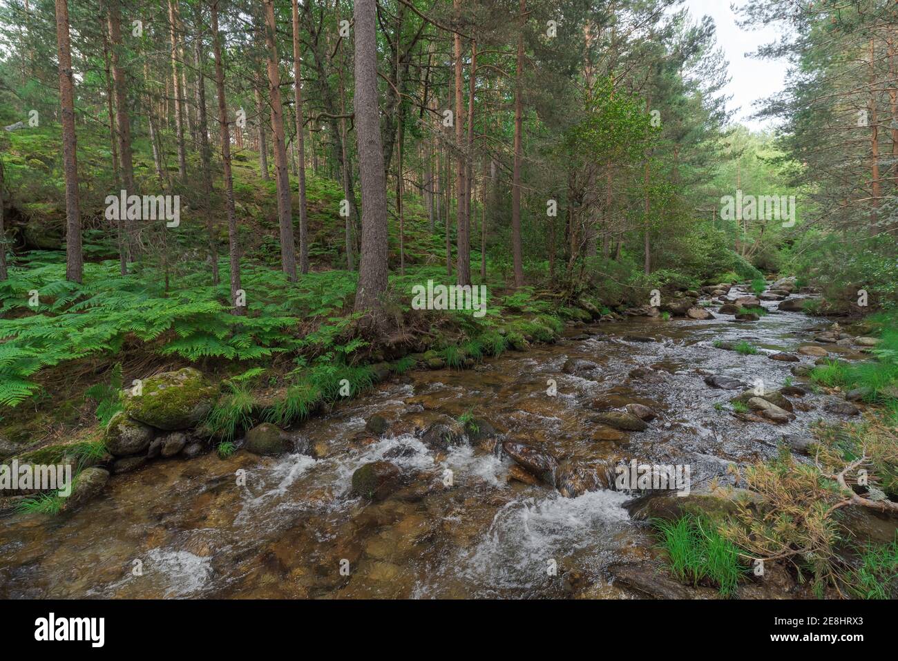 Picturesque scenery of fast shallow stream flowing through stony ...