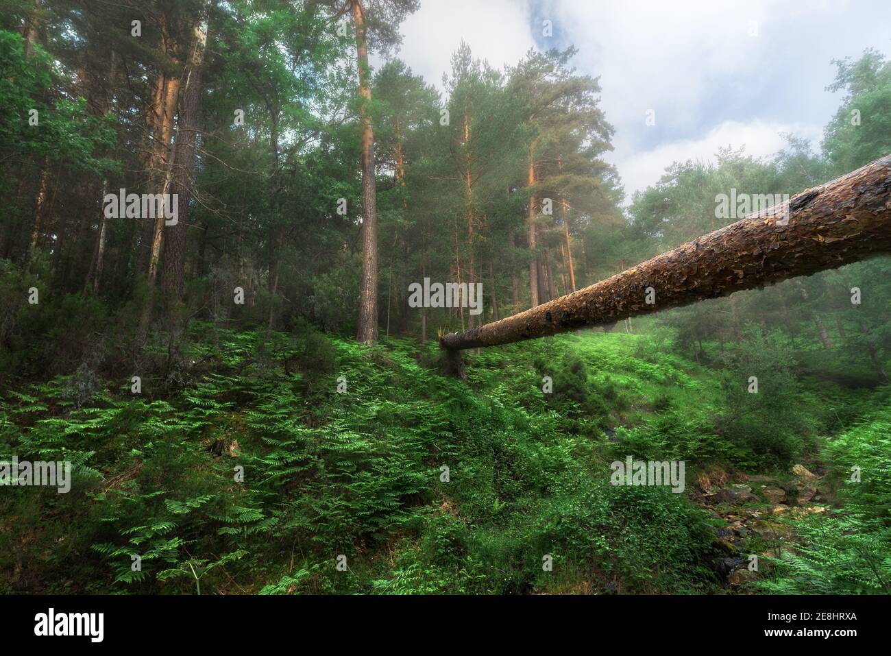 Ravine ecosystem hi-res stock photography and images - Alamy