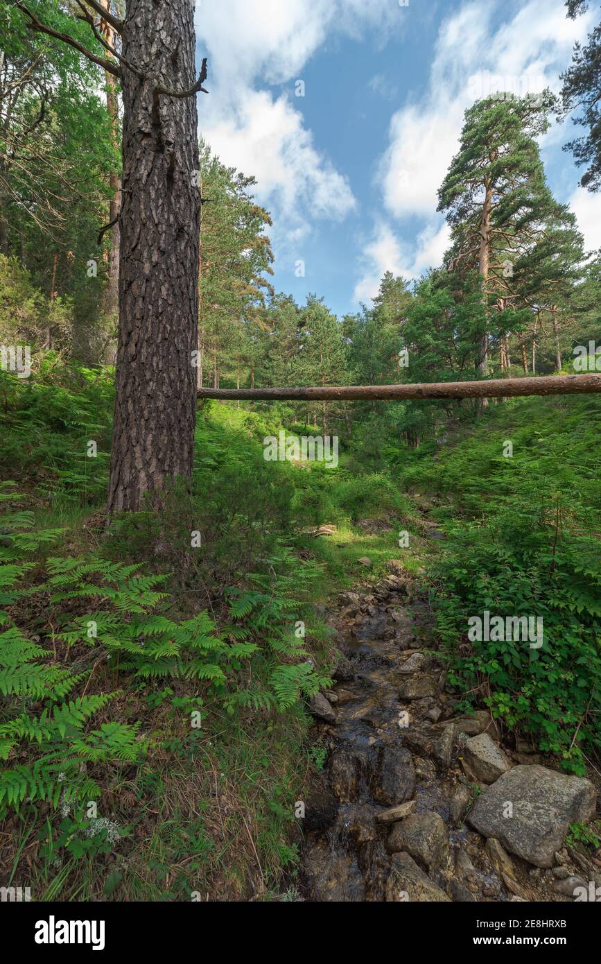 Ravine ecosystem hi-res stock photography and images - Alamy