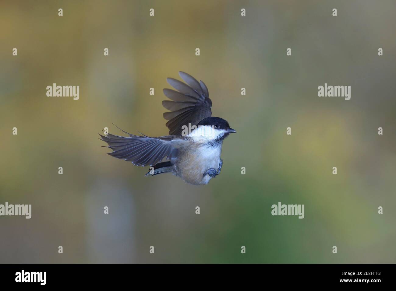 Willow tit (Parus montanus) in flight, Siegerland, North Rhine ...