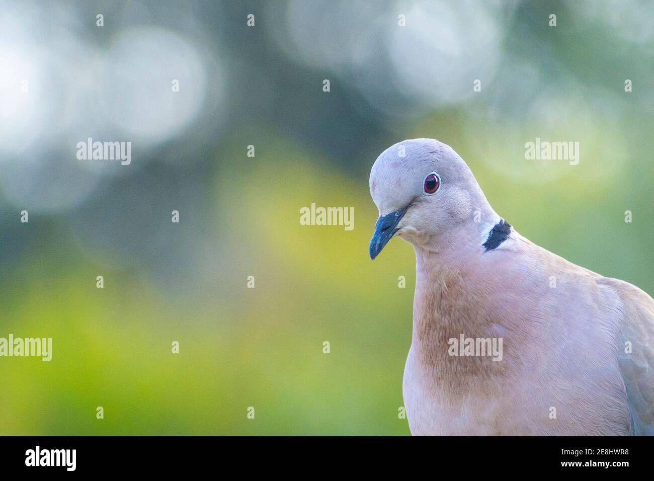 Portrait eurasian hi-res stock photography and images - Alamy