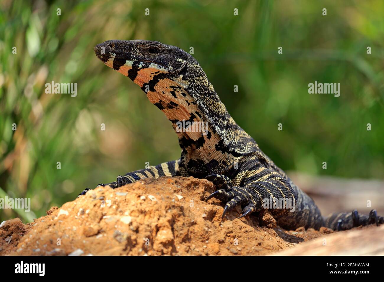 Lace monitor a Stock Photo - Alamy