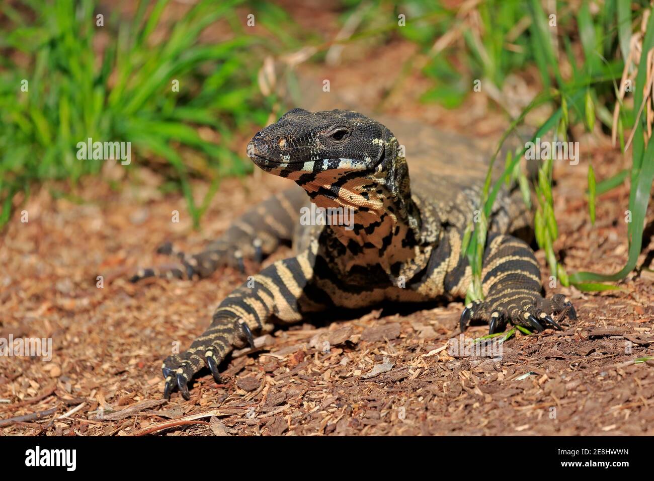 Lace monitor a Stock Photo - Alamy