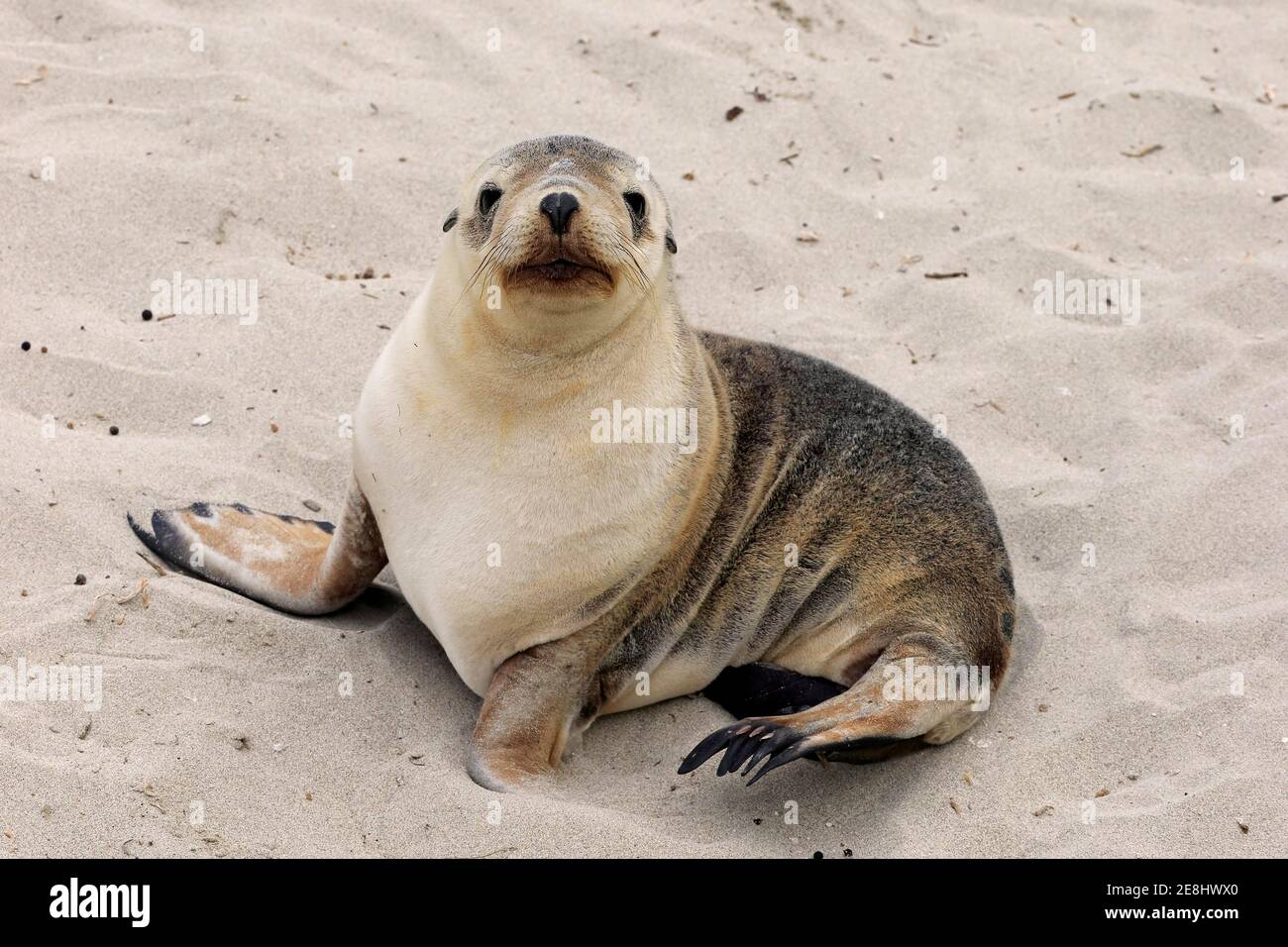 Australian sea lion (Neophoca cinerea), juvenile, on the beach, Seal ...