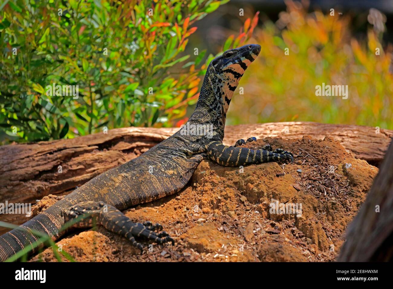 Lace monitor hi-res stock photography and images - Alamy