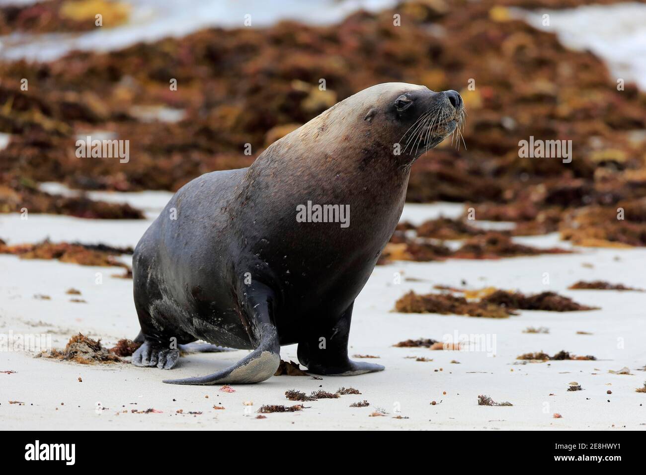 Australian sea lion (Neophoca cinerea), adult, male, on beach, running ...
