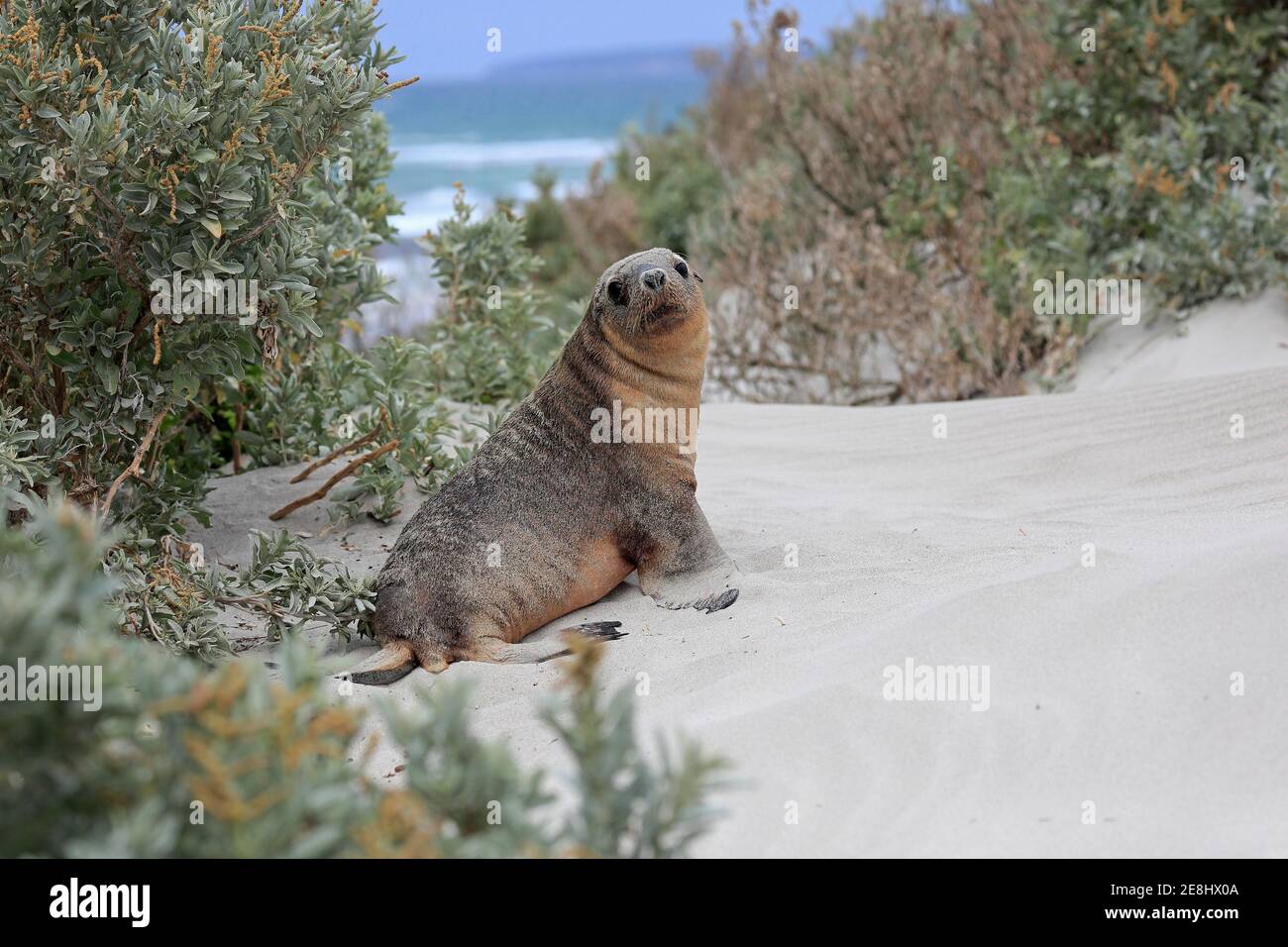 Australian sea lion (Neophoca cinerea), juvenile, on the beach, Seal ...