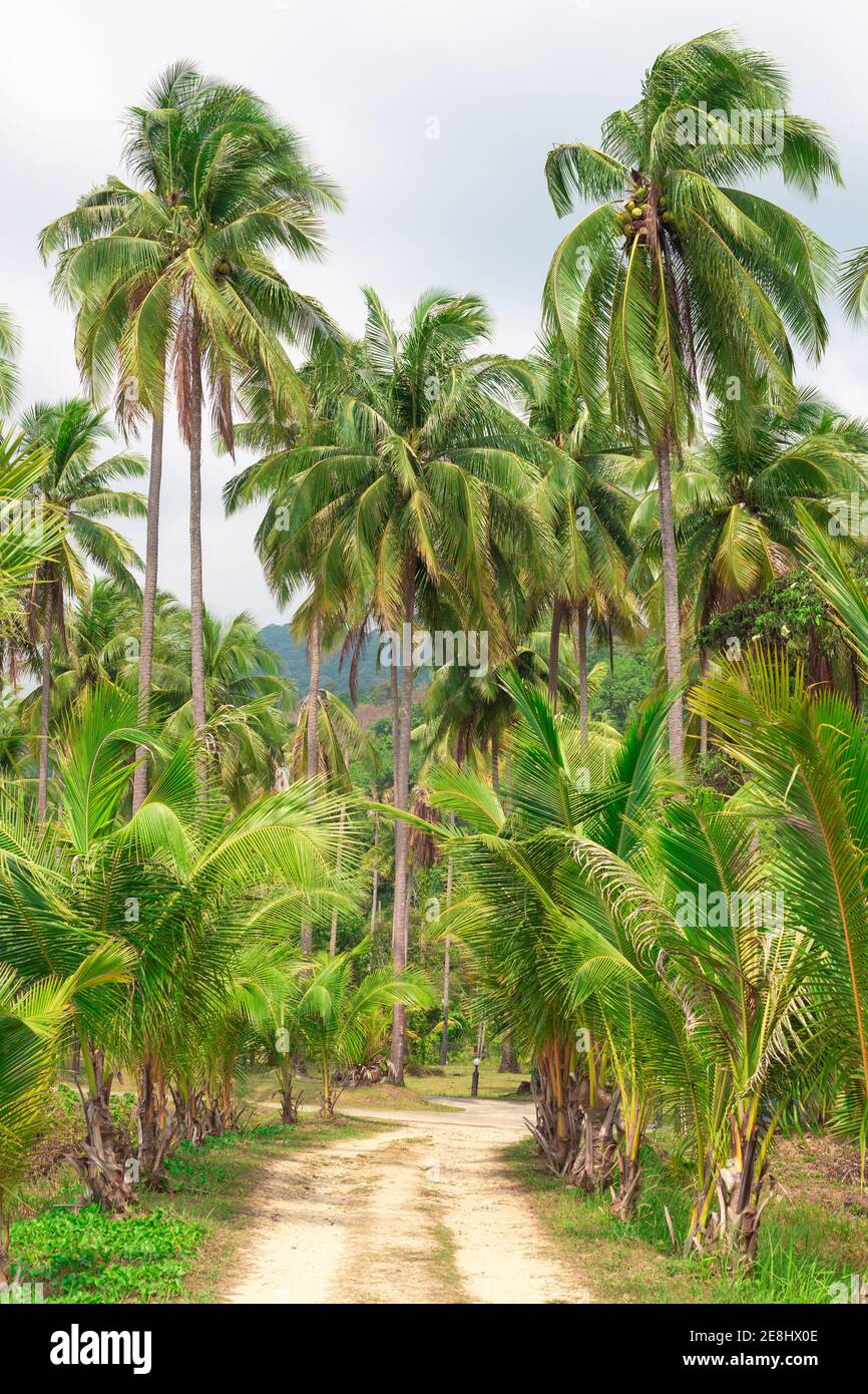 tropical forest path, palm trees and mountains, Koh Chang island in ...