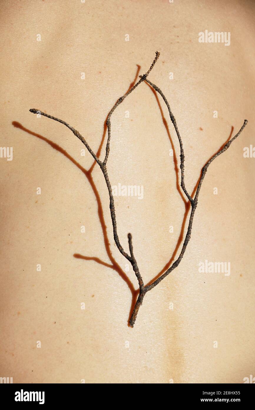 From above of thin dry tree twig placed on body of crop unrecognizable ...