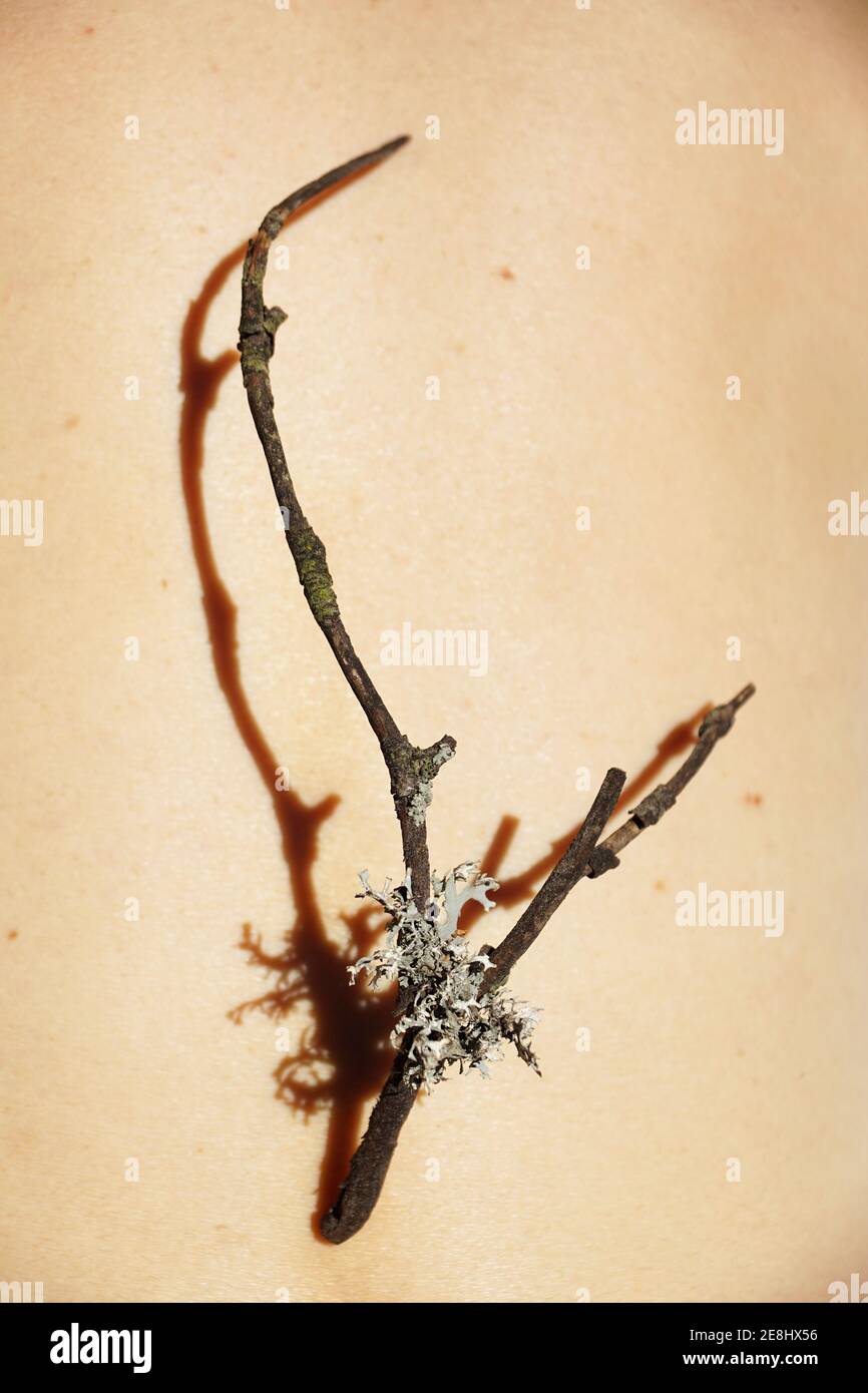 From above of thin tree twig with dry flower placed on body of crop ...