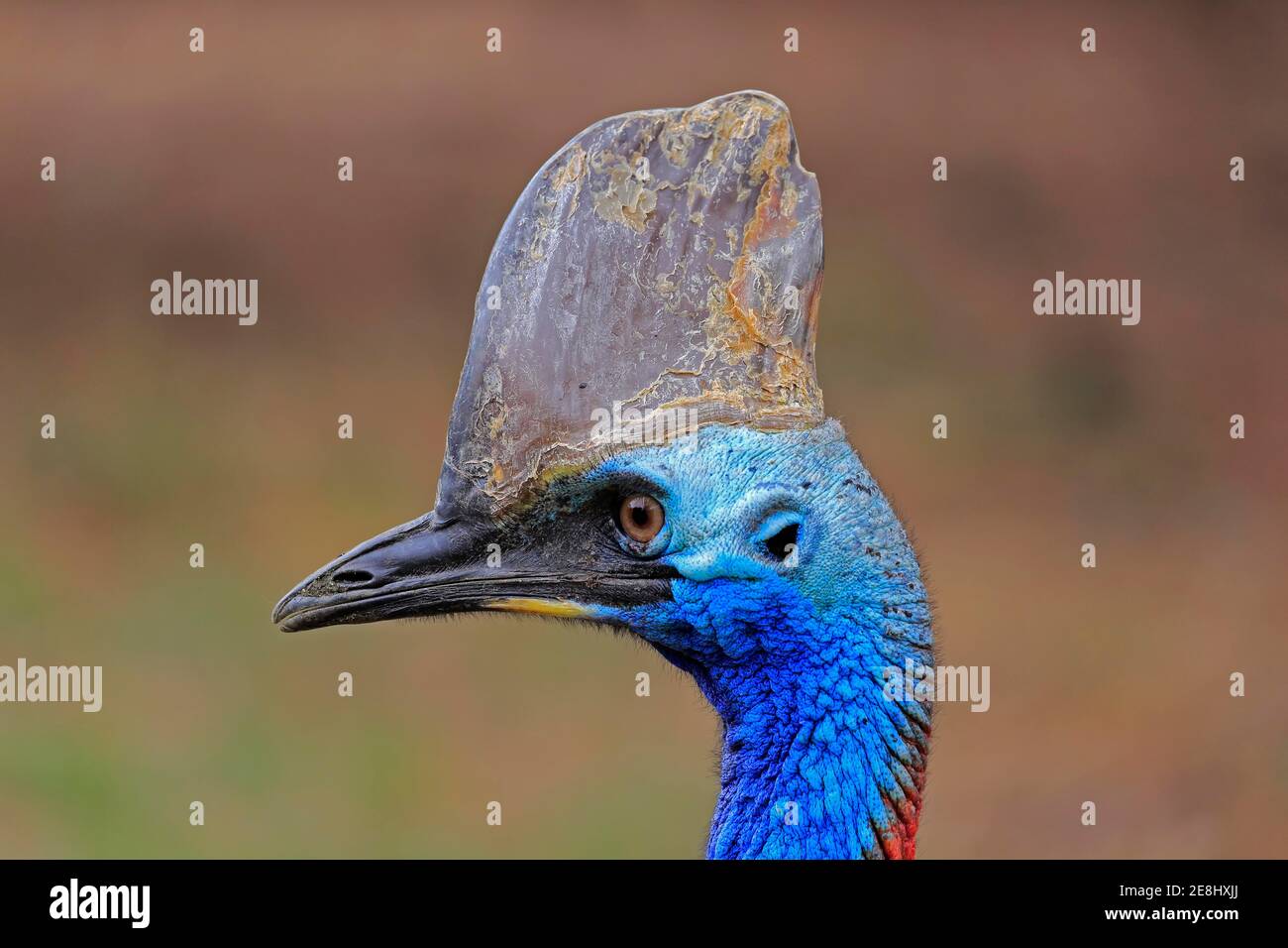 Double-wattled cassowary (Casuarius casuarius), adult, portrait ...