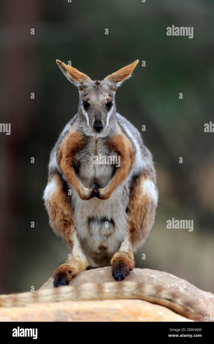 Rock wallaby face hi-res stock photography and images - Alamy