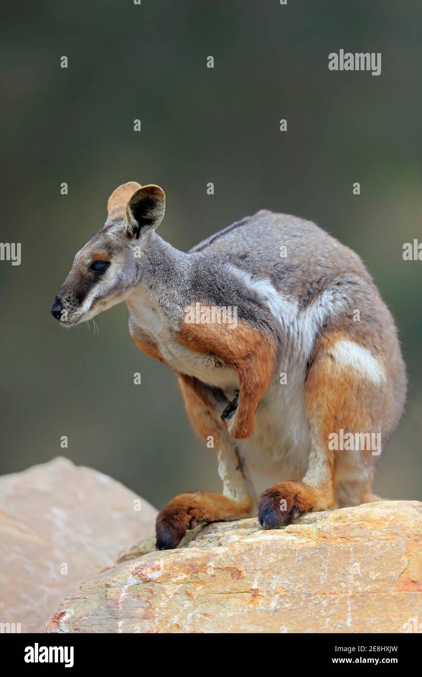 Yellow-footed rock-wallaby (Petrogale xanthopus), adult, rock, alert ...