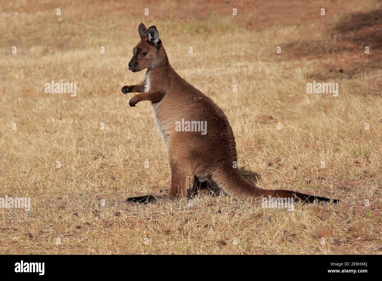 Kangaroo Island kangaroo (Macropus fuliginosus fuliginosus), juvenile ...