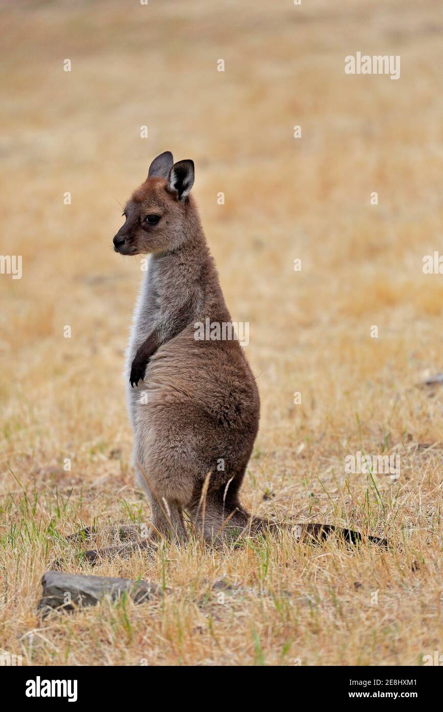 Kangaroo Island kangaroo (Macropus fuliginosus fuliginosus), juvenile ... Kangaroo Island kangaroo (Macropus fuliginosus fuliginosus), juvenile ...