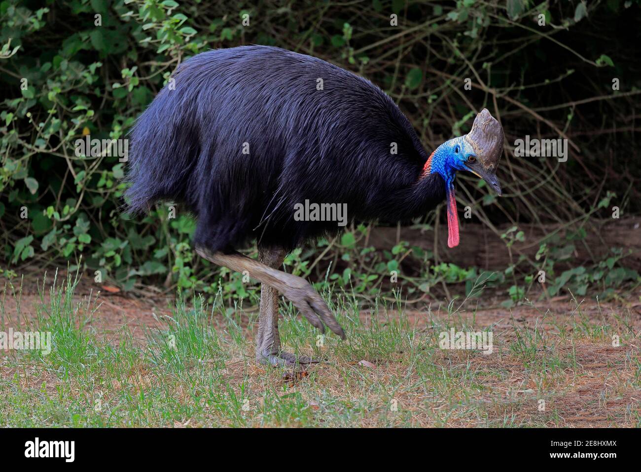 Double-wattled cassowary (Casuarius casuarius), adult, running, Australia Stock Photo - Alamy