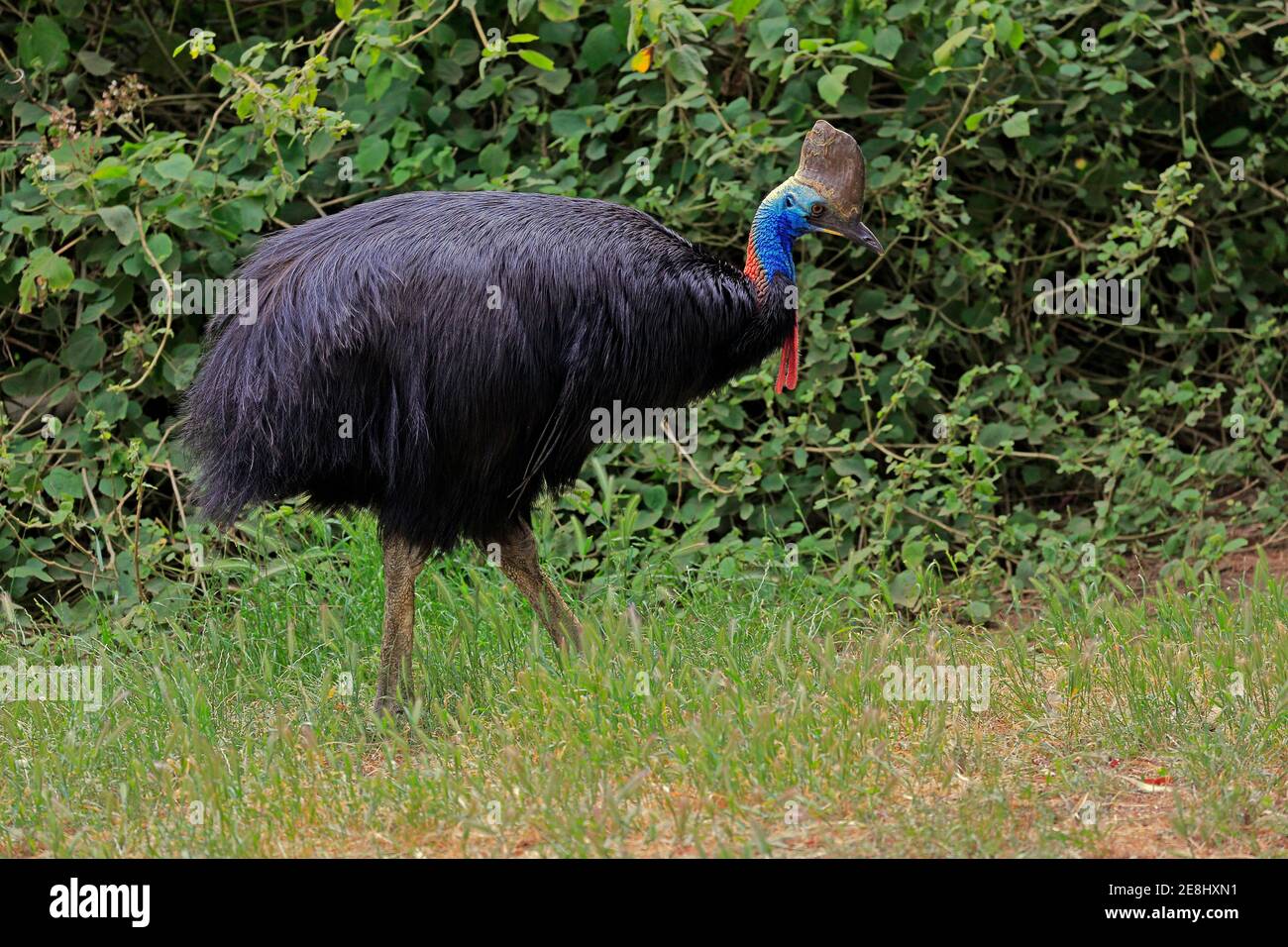 Double-wattled cassowary (Casuarius casuarius), adult, running ...
