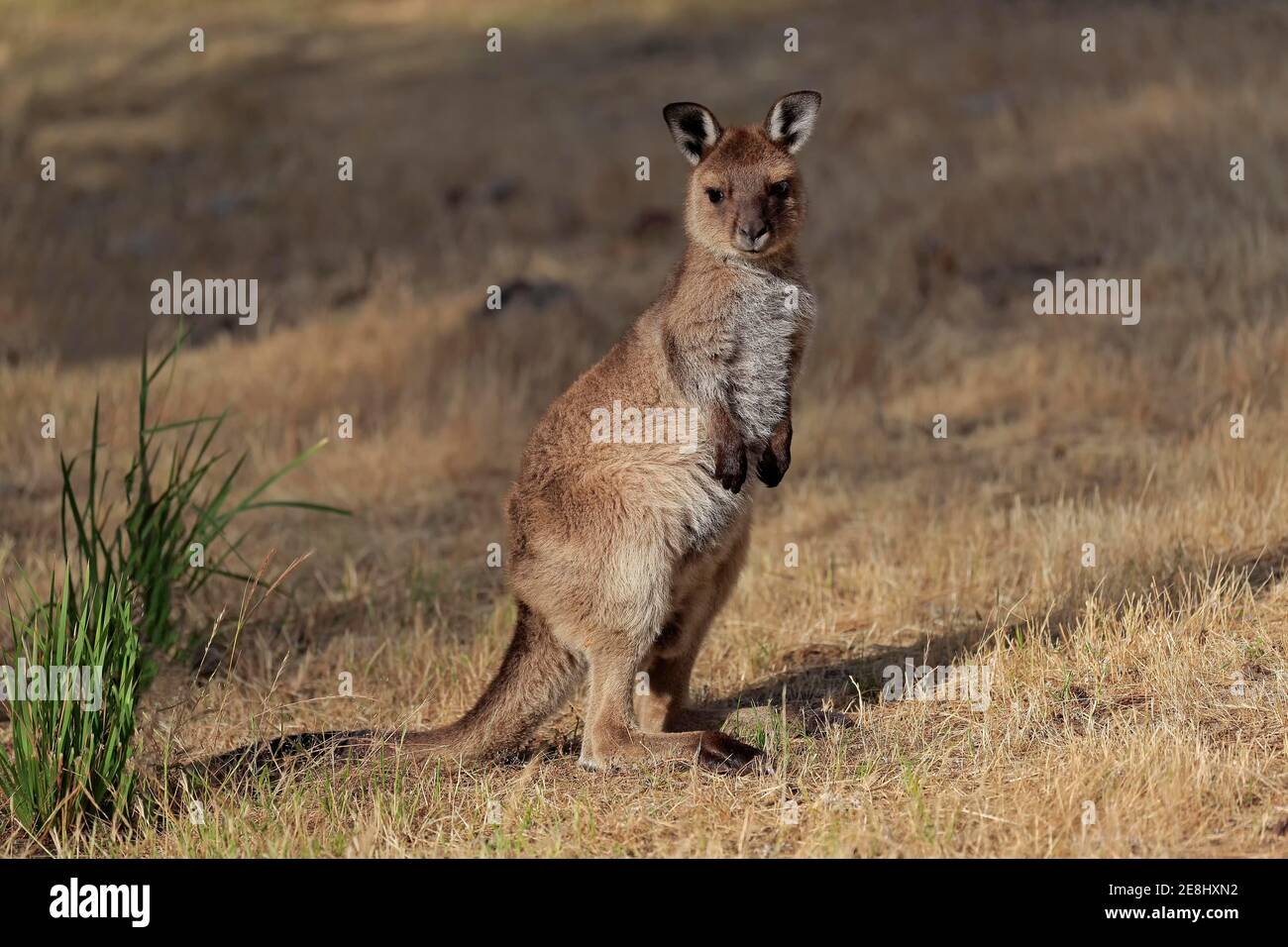 Kangaroo Island kangaroo (Macropus fuliginosus fuliginosus), juvenile ...