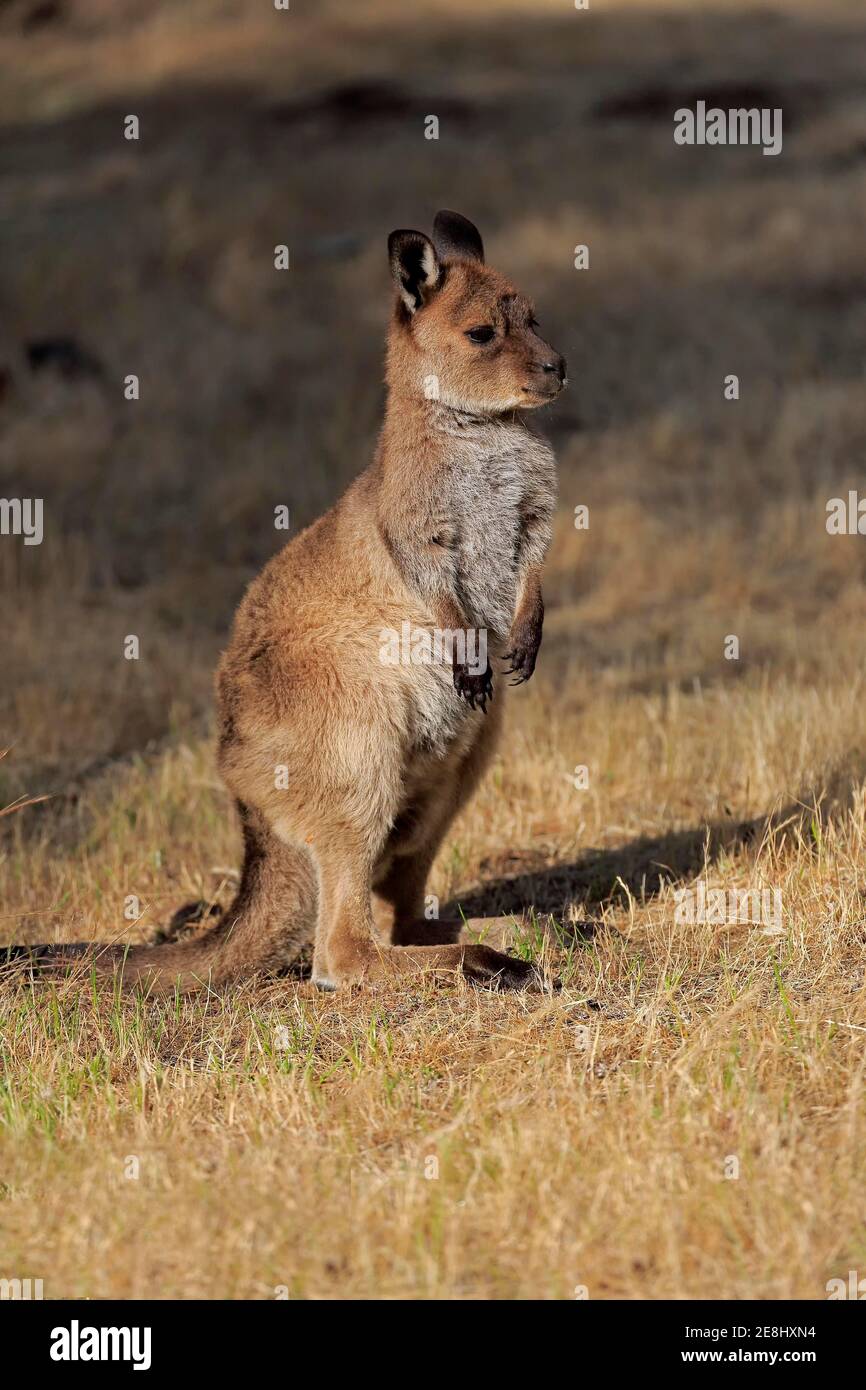Kangaroo Island kangaroo (Macropus fuliginosus fuliginosus), juvenile ...